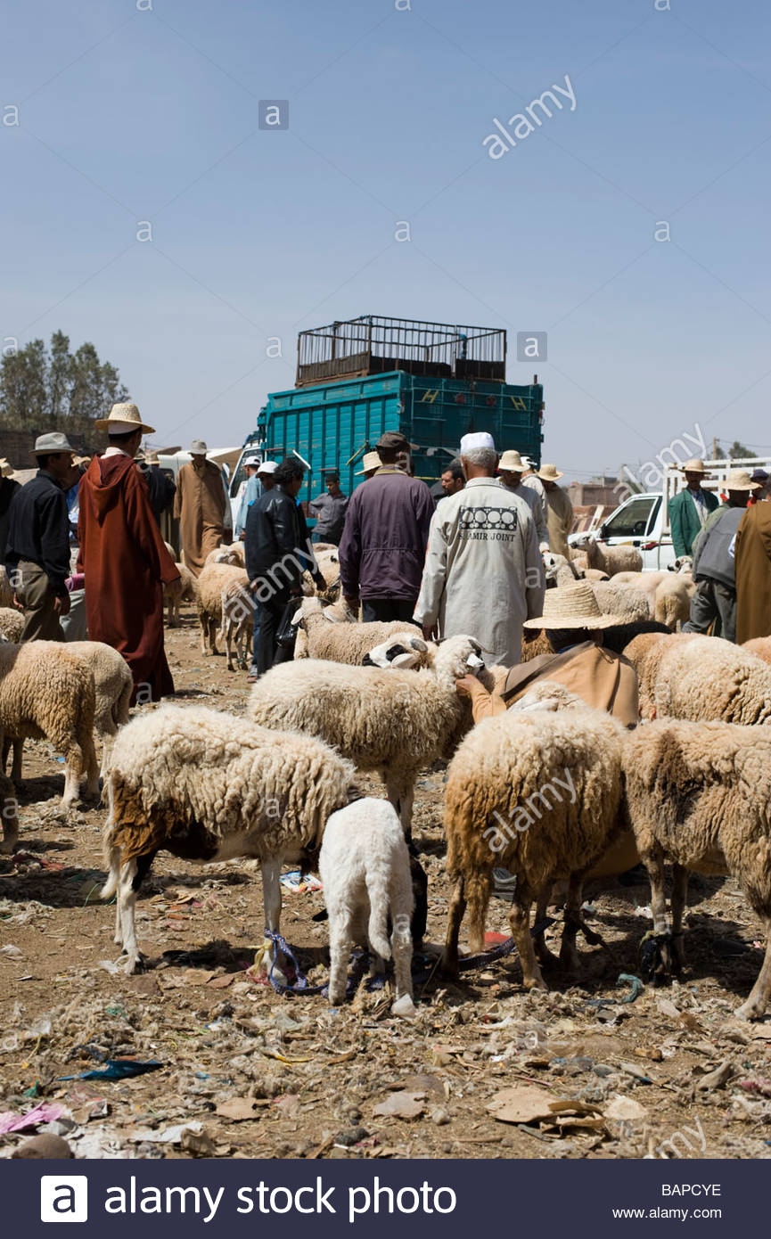 Berber Sheep High Resolution Stock Photography and Images - Alamy