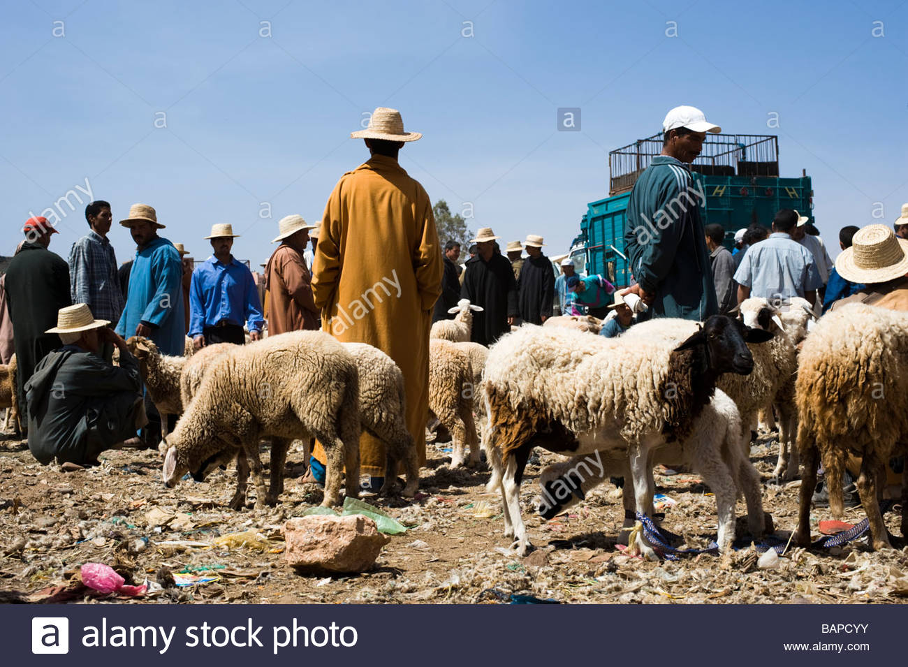Berber Sheep High Resolution Stock Photography and Images - Alamy