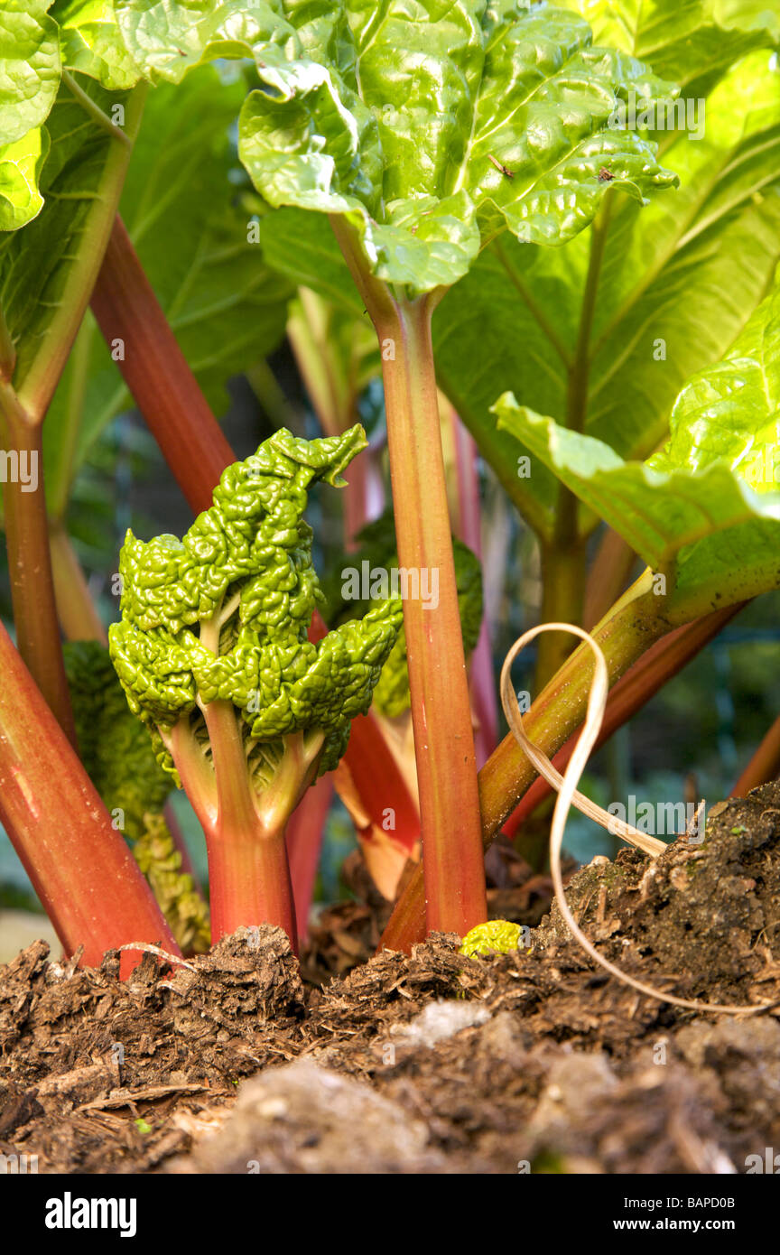 Rhubarb garden hi-res stock photography and images - Alamy