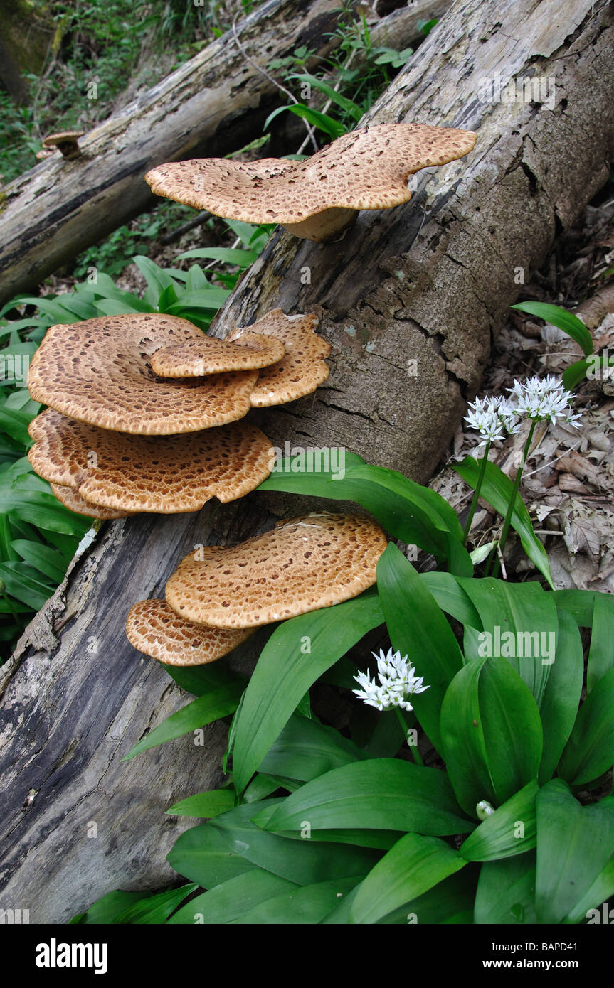 Fungi Dryad's saddle fungus and ramsons Stock Photo - Alamy