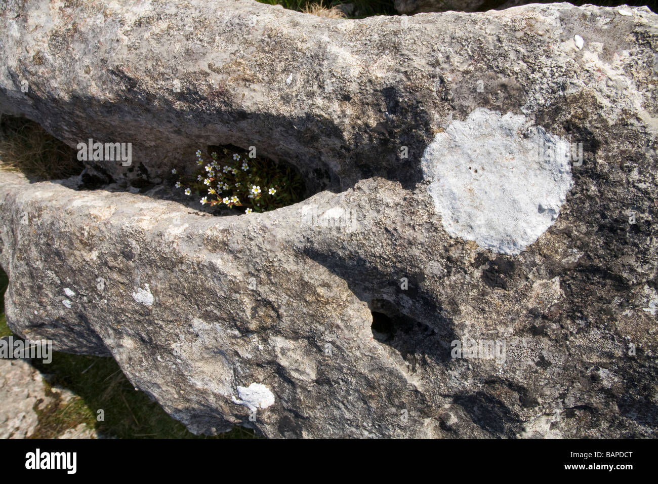 Lichen and wild flowers on limestone pavement, Knipe Scar, Cumbria ...