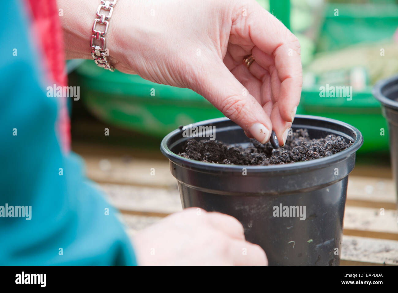 A woman planting vegetable seeds for home growing Stock Photo - Alamy