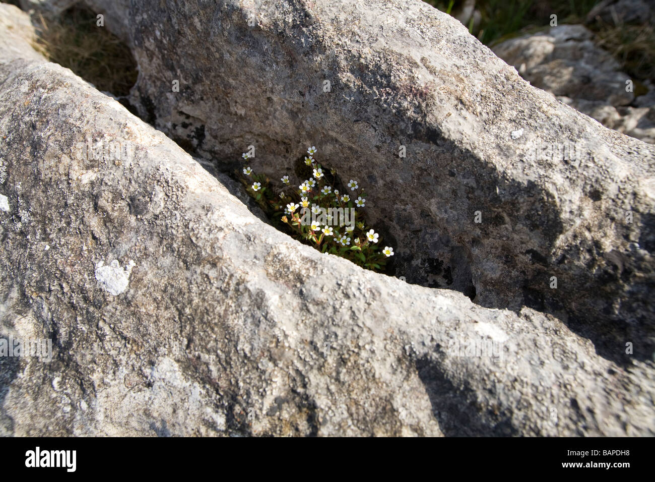 Wildflowers growing in fissure in limestone pavement, Knipe Scar ...