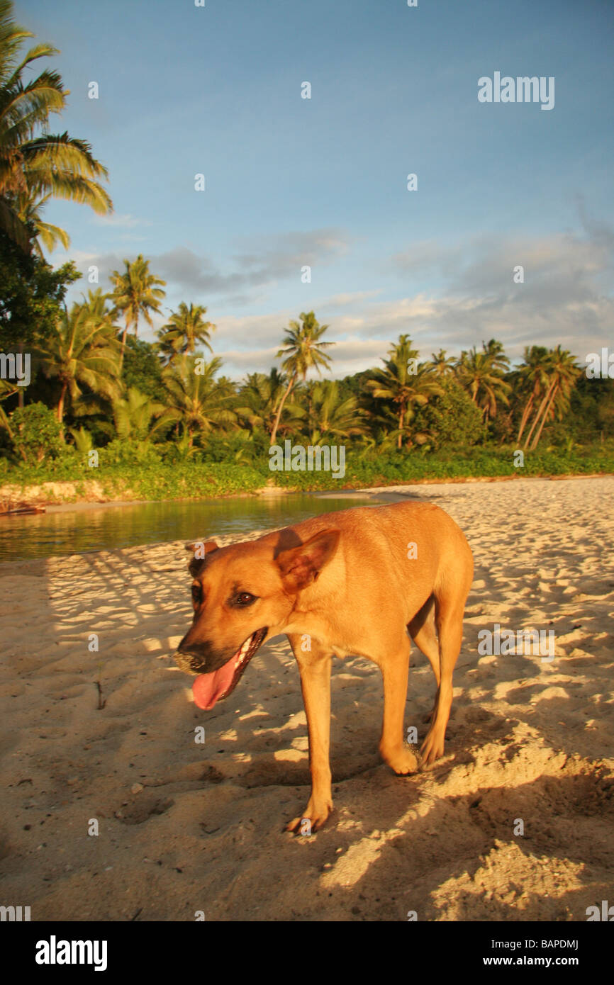Dog in golden light on beach hi-res stock photography and images - Alamy