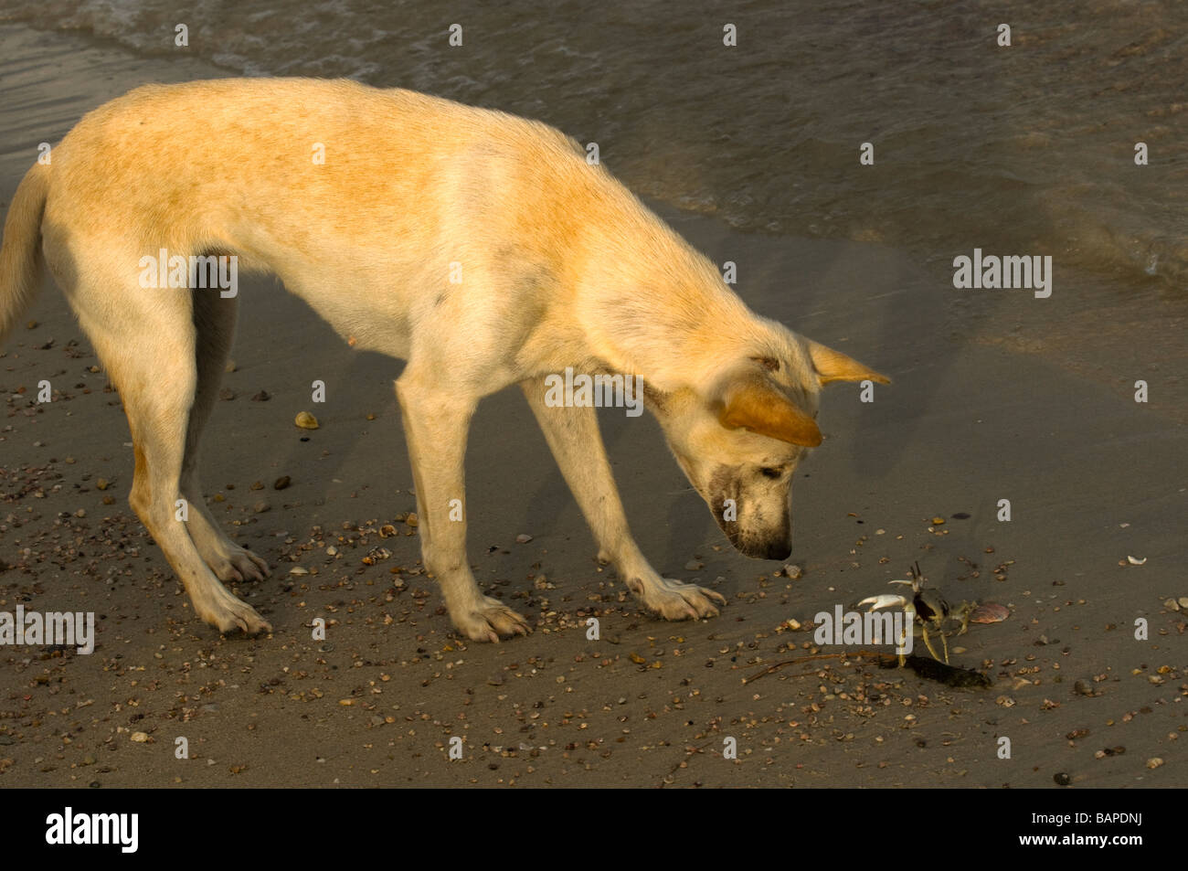 Dog playing with sea crab by the sea Stock Photo - Alamy
