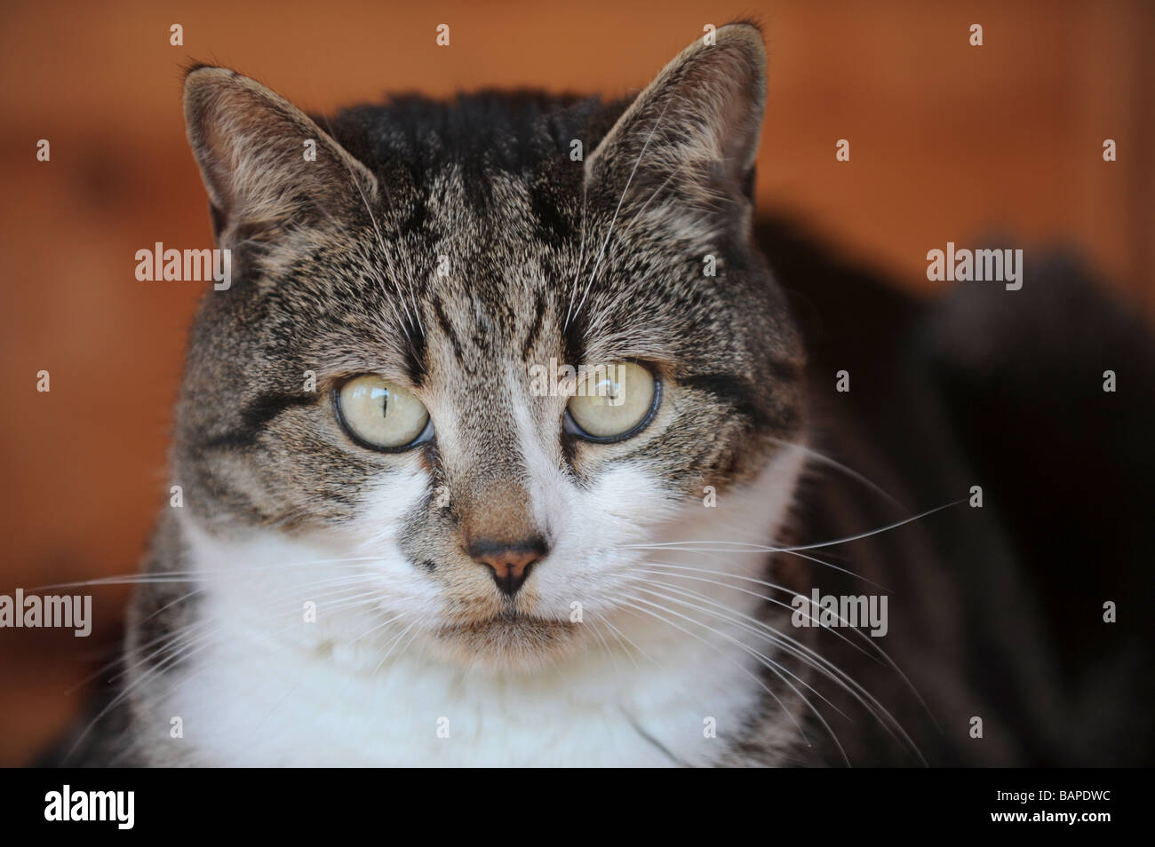 Tabby markings hi-res stock photography and images - Alamy