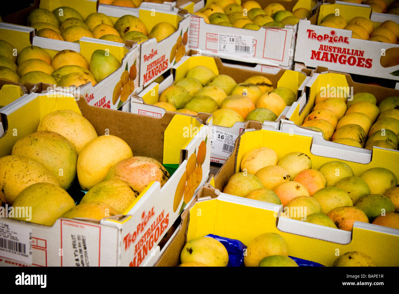 Boxes of mangoes Stock Photo - Alamy