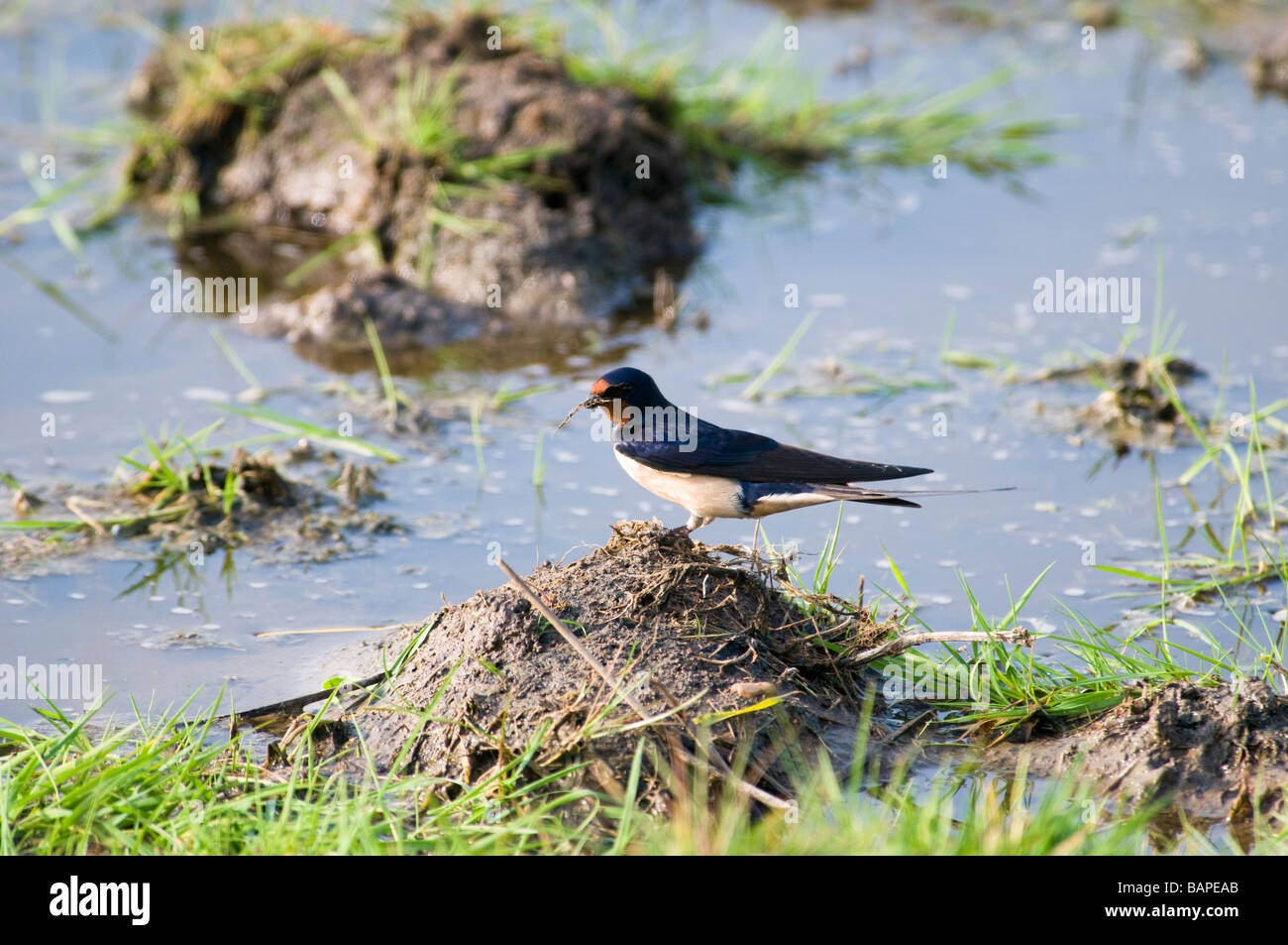 Mud bird nest hi-res stock photography and images - Alamy