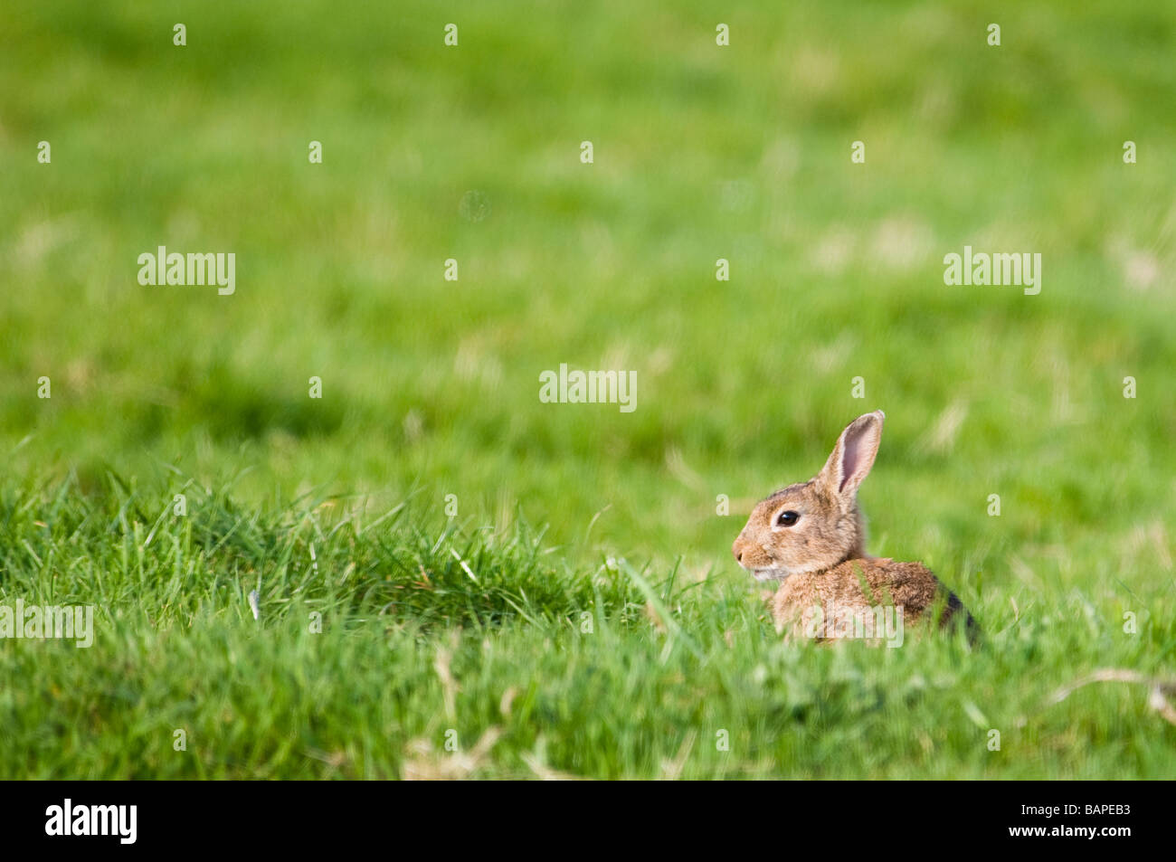 rabbit in the grass Stock Photo - Alamy