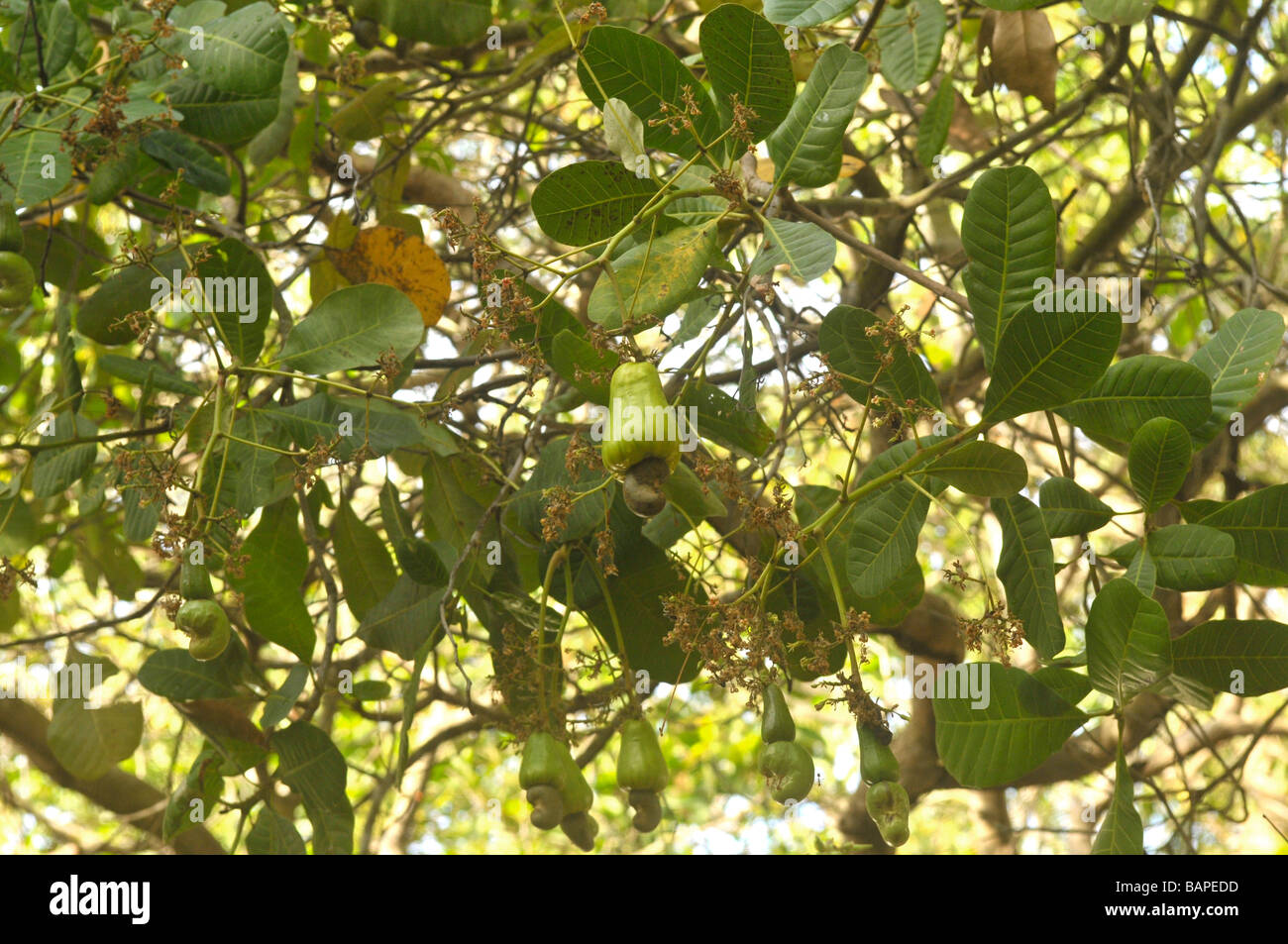 Fruit cashew nut tree hi-res stock photography and images - Alamy