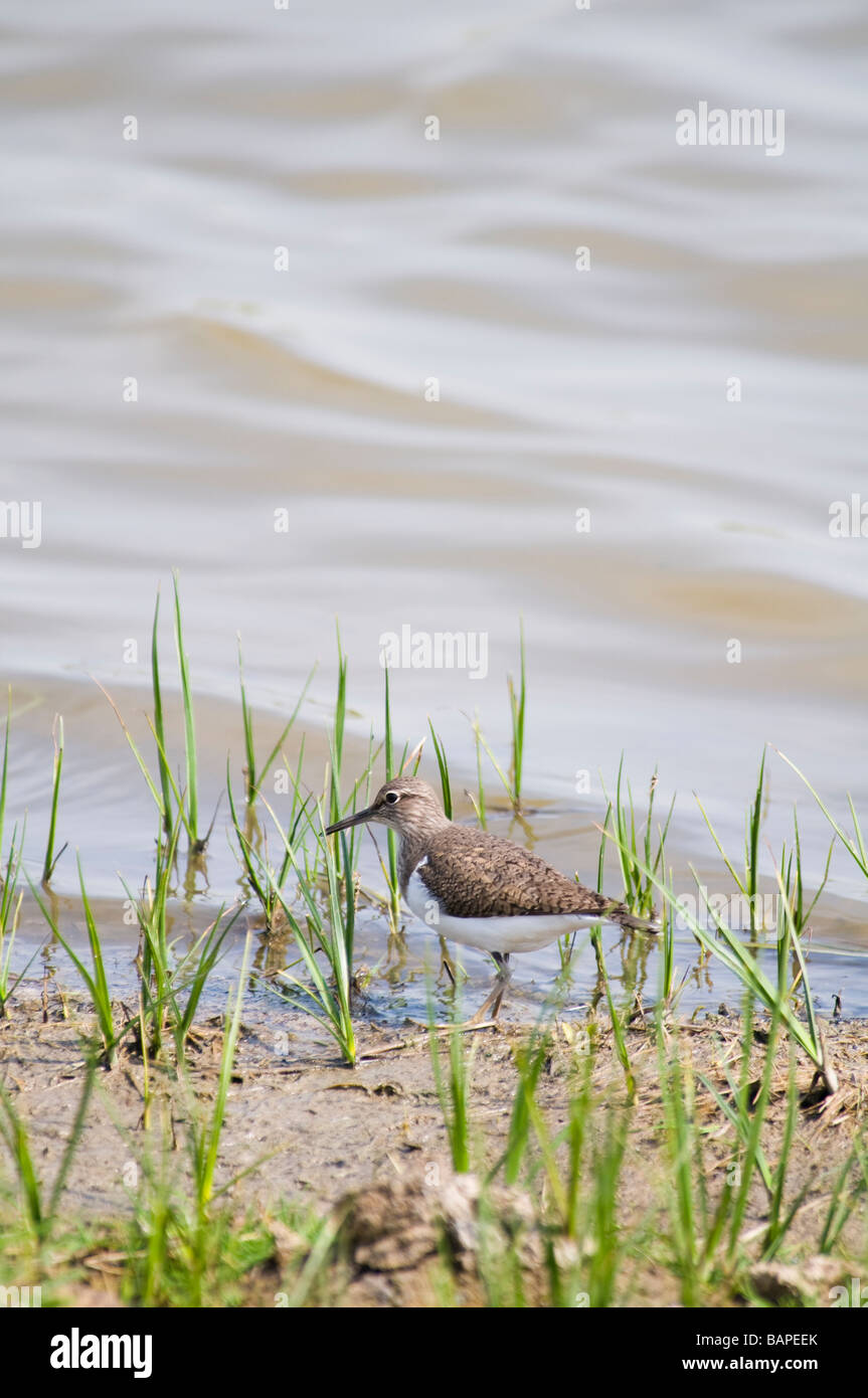 Common sandpiper flight hi-res stock photography and images - Alamy