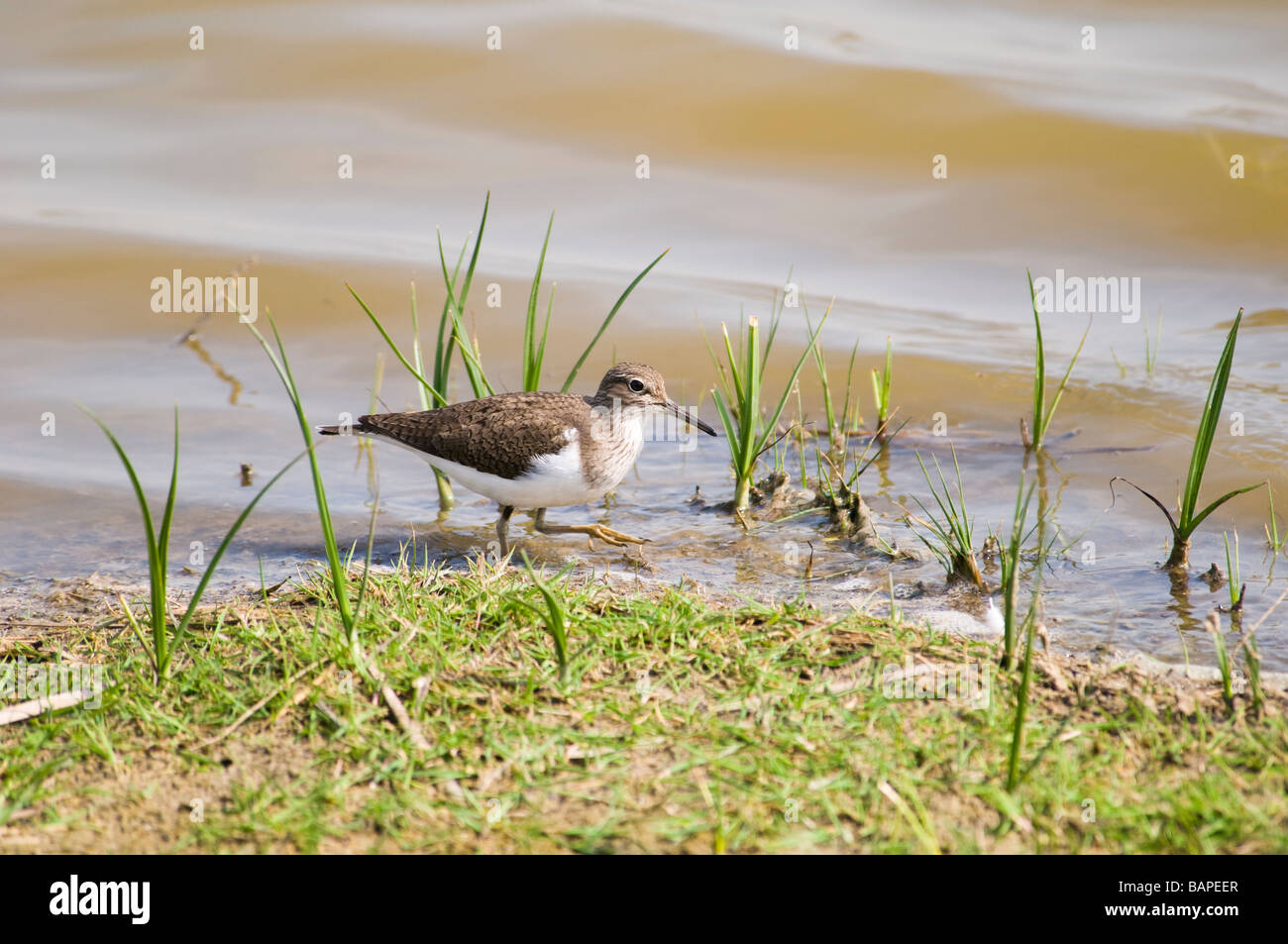 Common sandpiper flight hi-res stock photography and images - Alamy
