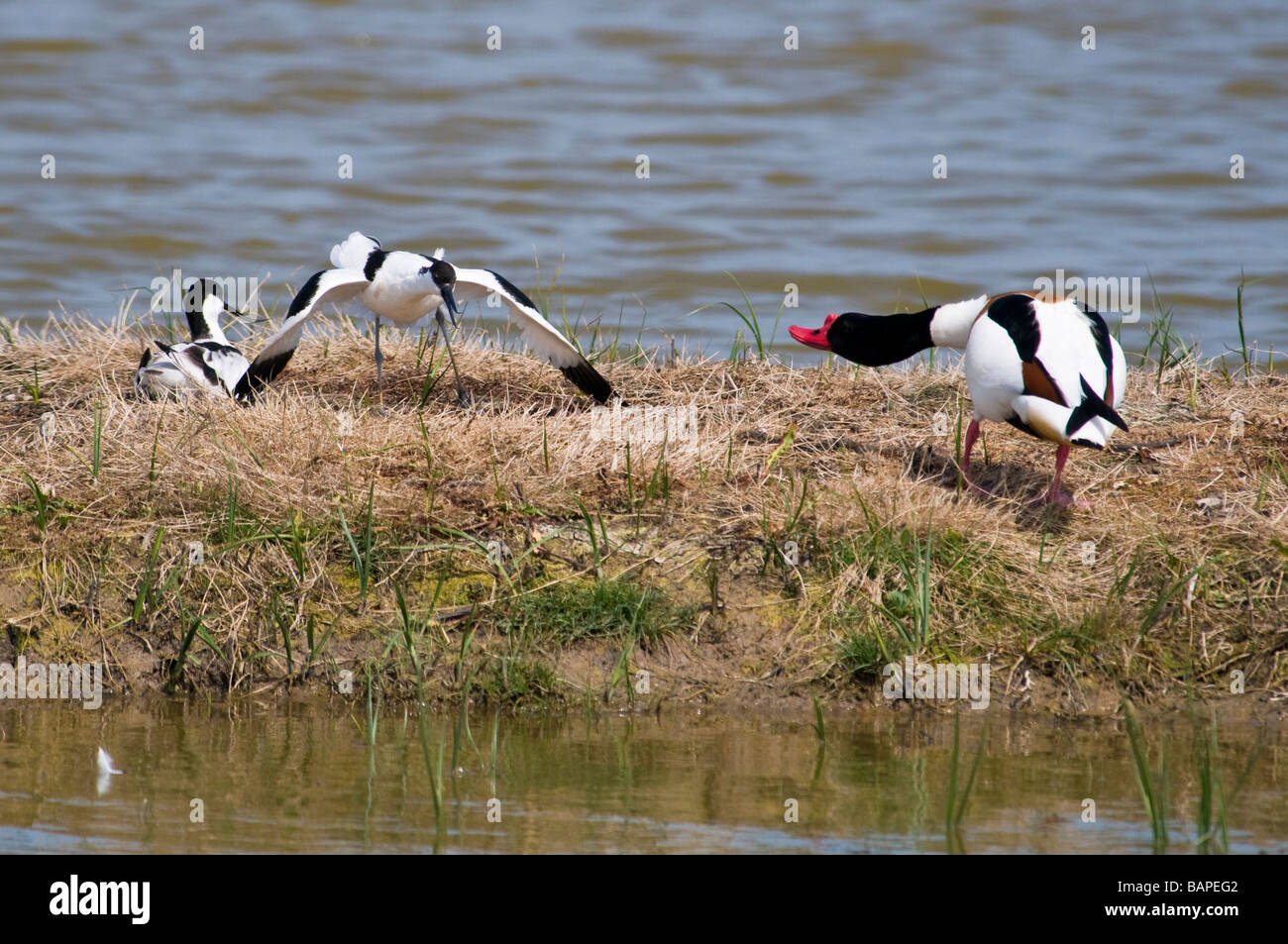 Bird defending nest hi-res stock photography and images - Alamy