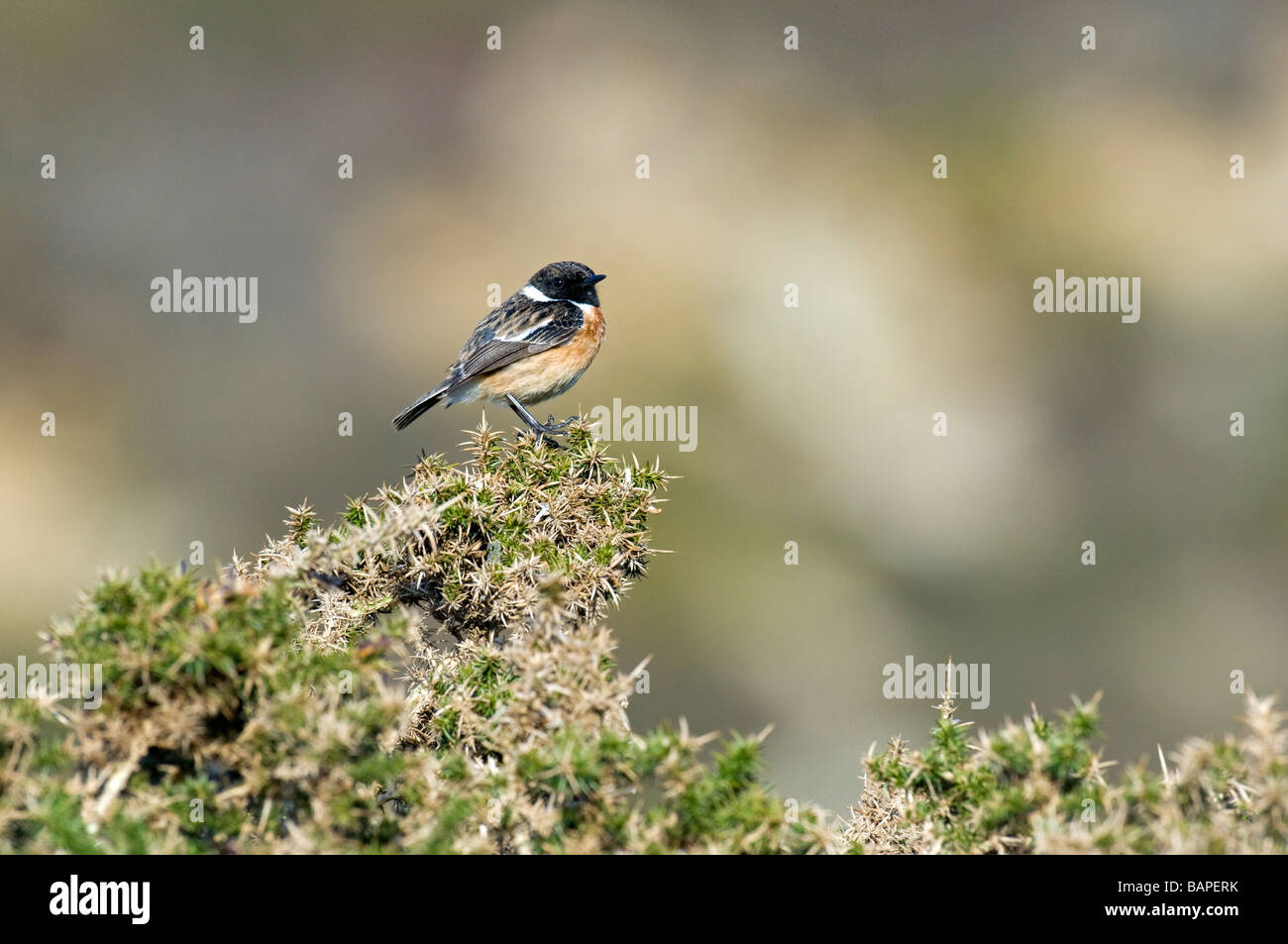 Male stonechat (Saxicola torquata Stock Photo - Alamy
