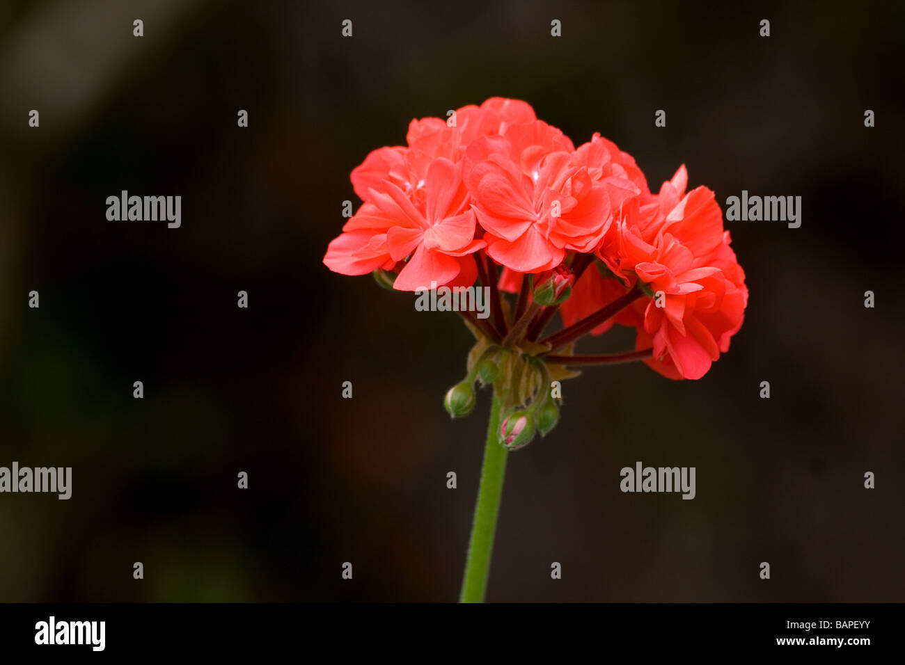 Dark red geranium hi-res stock photography and images - Alamy