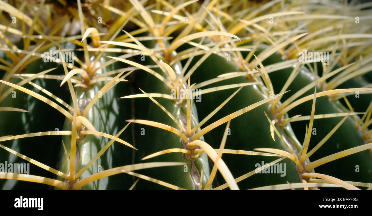 Barrel Cactus in Desert Nice detail of needles Stock Photo - Alamy