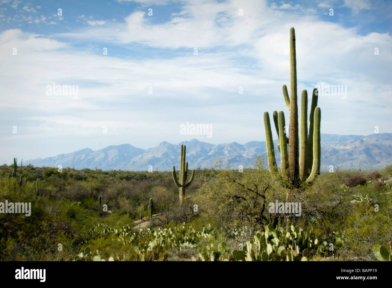 Cactus in Saguaro National Park Tucson Arizona Stock Photo - Alamy