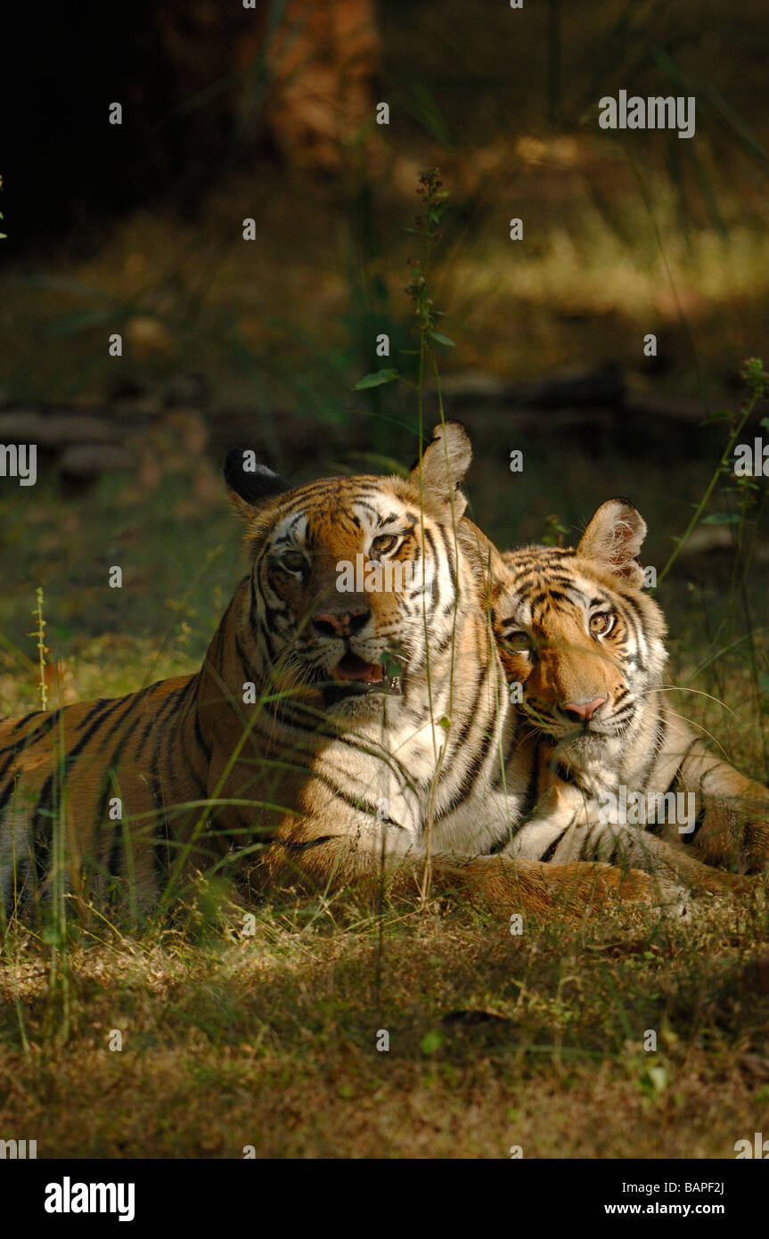 Tigress cub hi-res stock photography and images - Alamy
