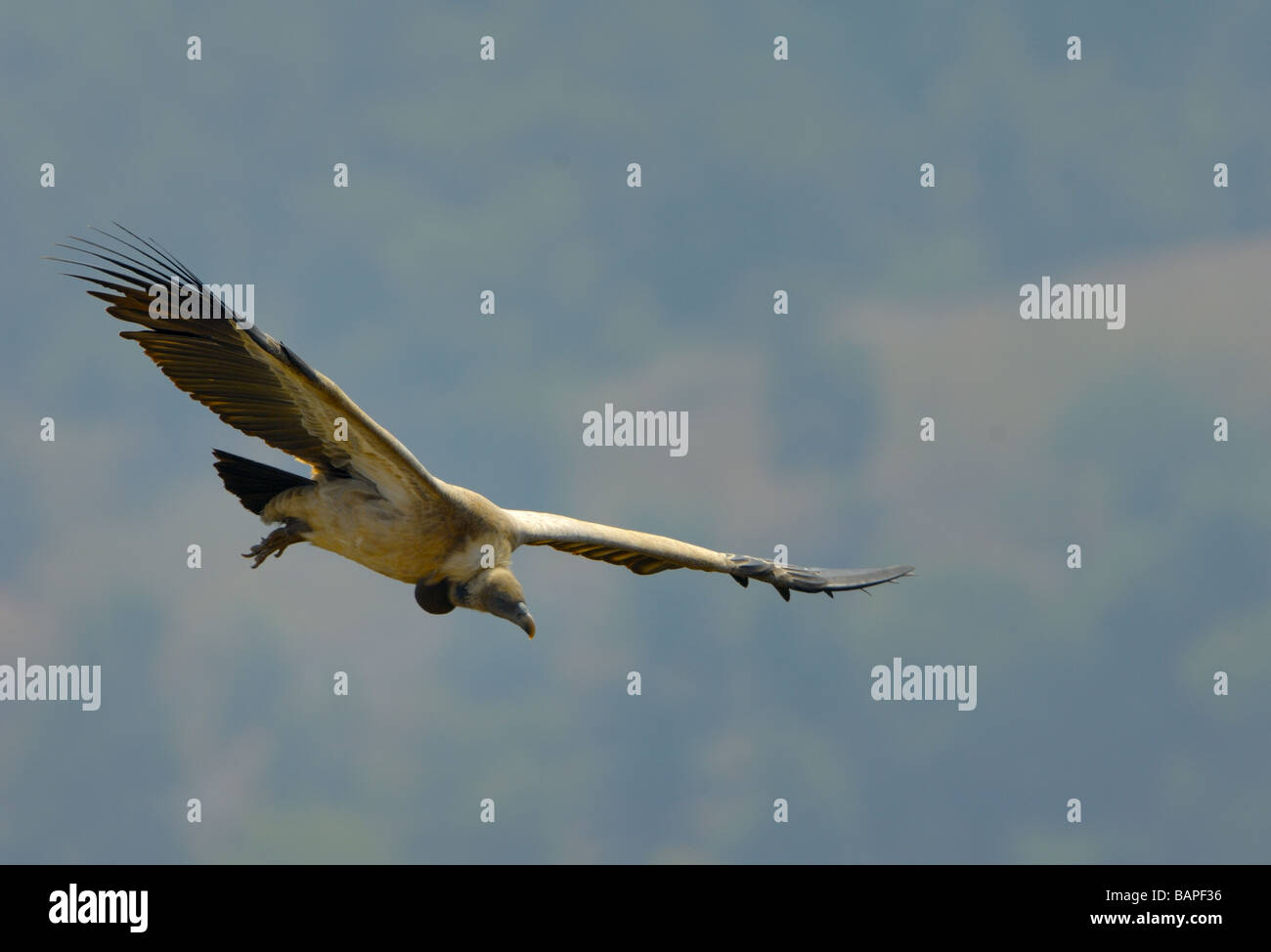 Vulture in Flight Stock Photo - Alamy