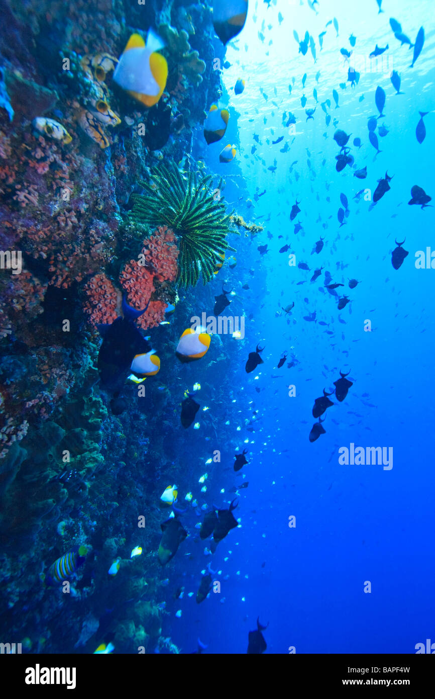 Coral reef fish indonesia hi-res stock photography and images - Alamy