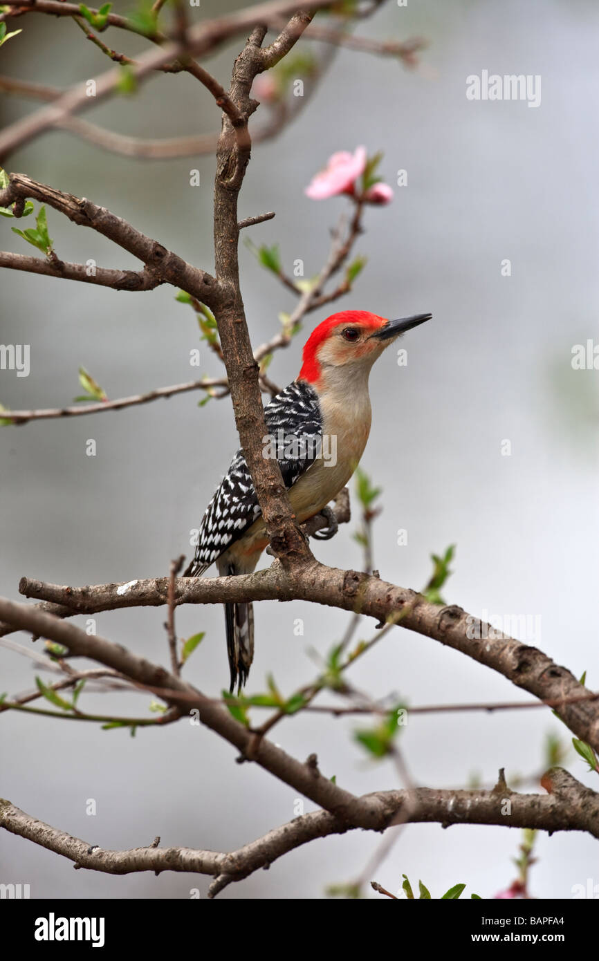 Red bellied Woodpecker meagerness carolinus in tree in the early spring ...