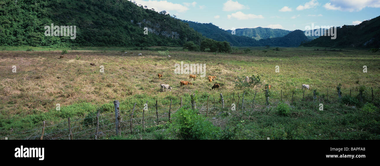 Cuban cattle hi-res stock photography and images - Alamy