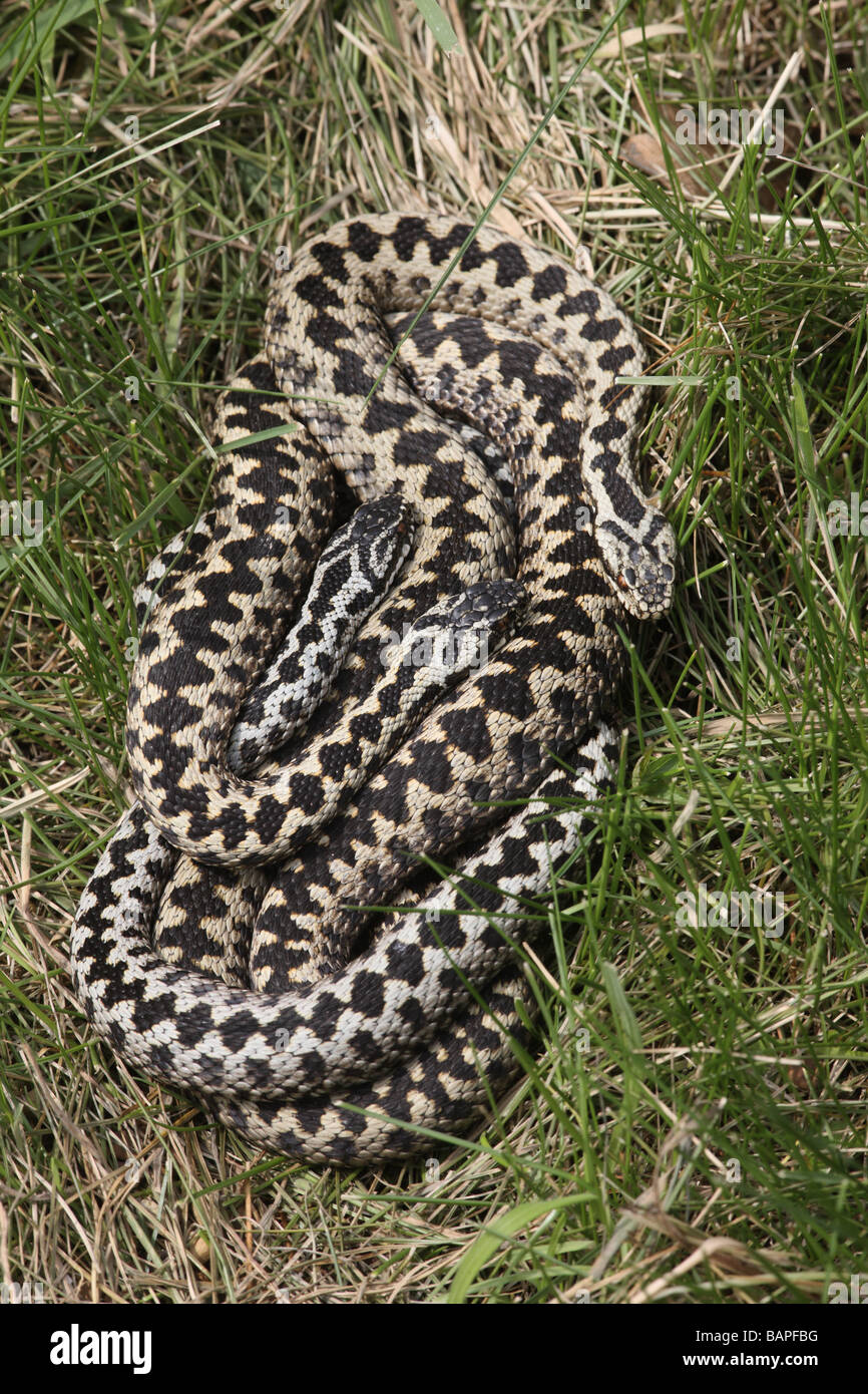 Snake curled up hi-res stock photography and images - Alamy