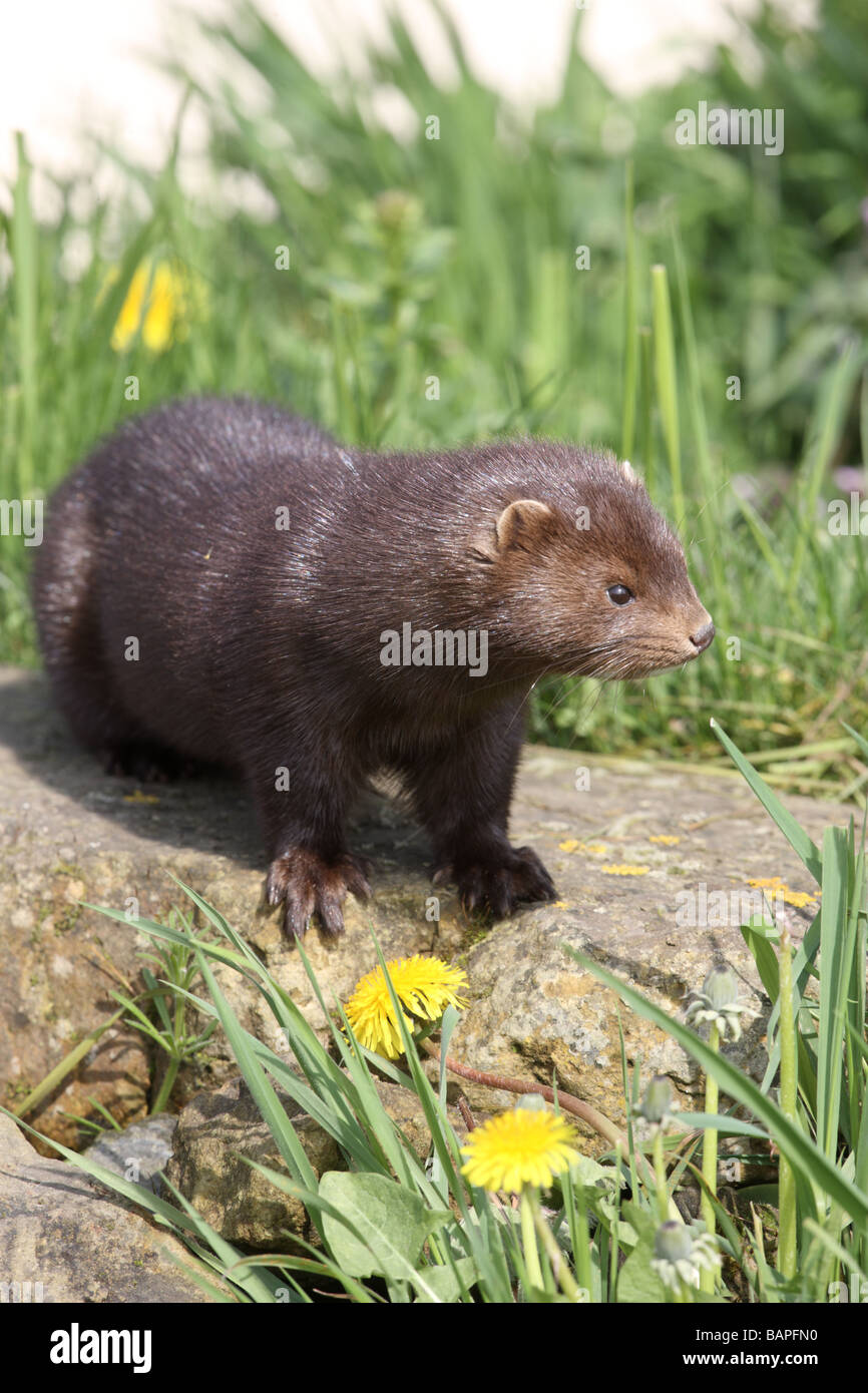 American Mink Mustela Vison High Resolution Stock Photography and ...
