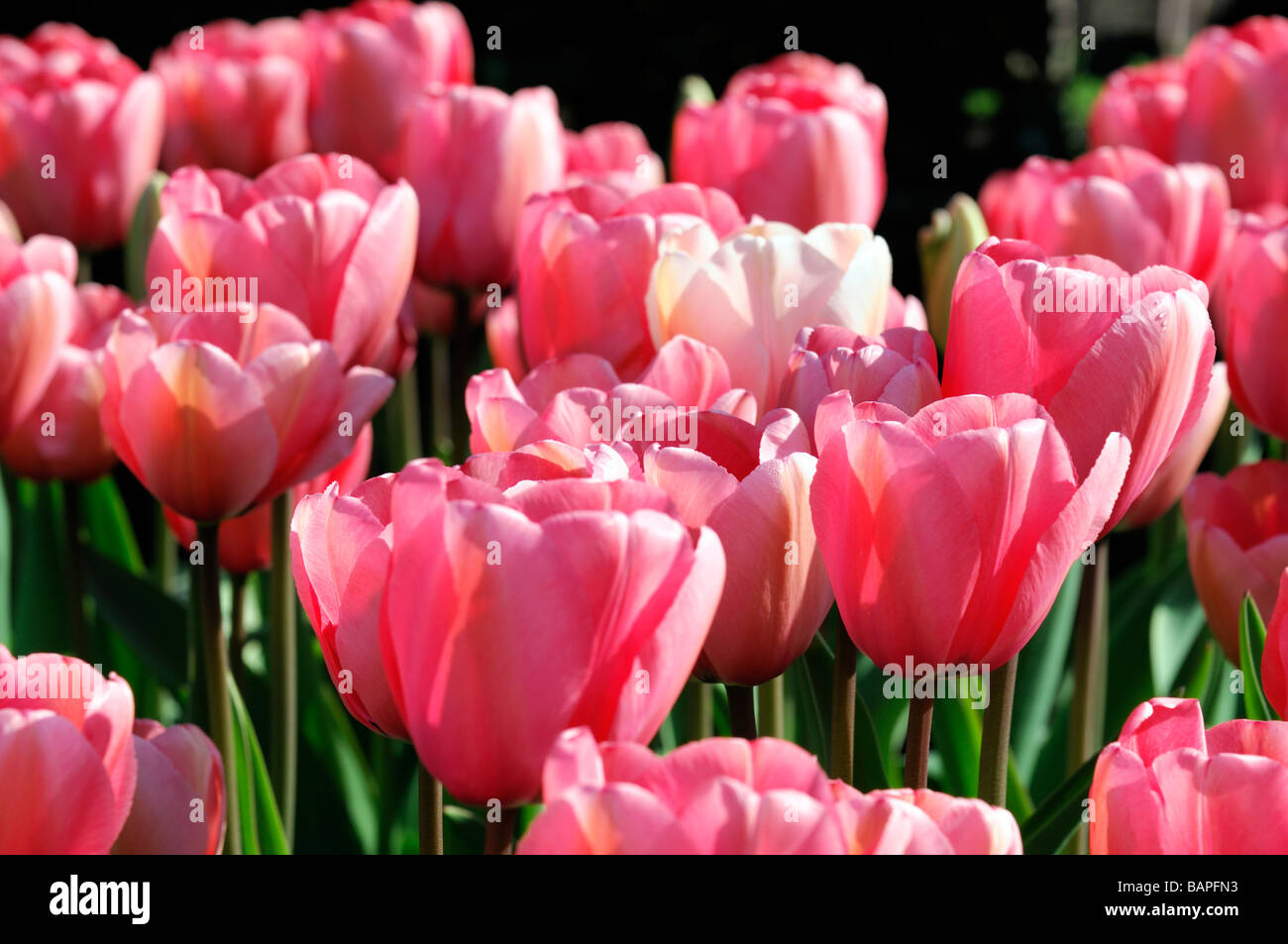 pink tulip tulipa pink impression darwin hybrid group flower bloom ...