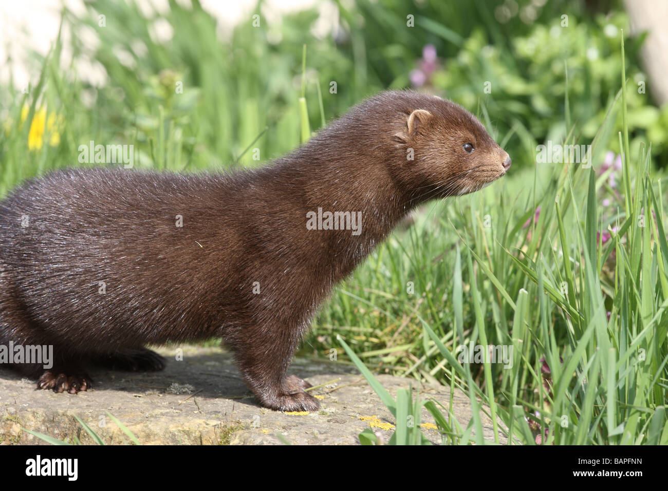 Mink mustela vison hi-res stock photography and images - Alamy