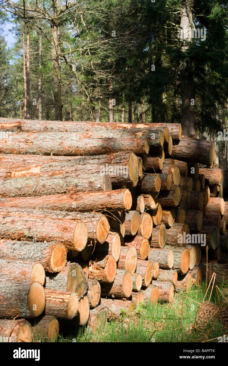 Timber Stacks in Goauch Woods near Scolty Hill, Banchory Stock Photo ...