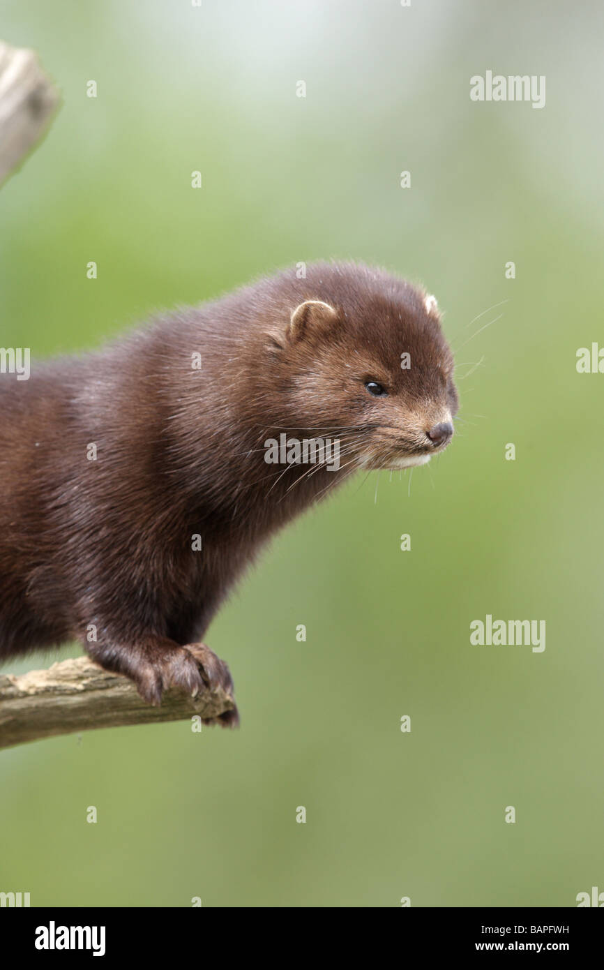 American mink Mustela vison sussex spring Stock Photo - Alamy