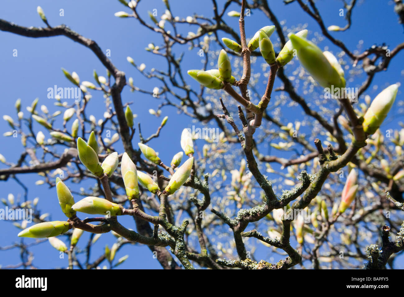 Buds and leaves emerging from a Sycamore tree in spring in Ambleside UK ...