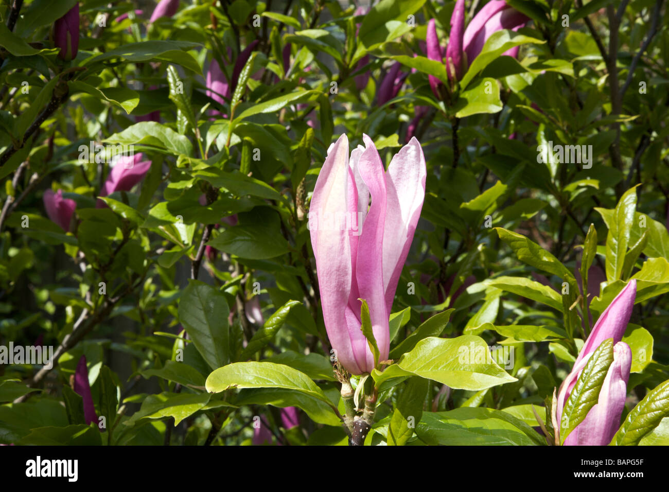 MAGNOLIA MAGNOLIACEAE APOLLO HIMALAYAN DEEP VIOLET SHRUB IN A SURREY ...