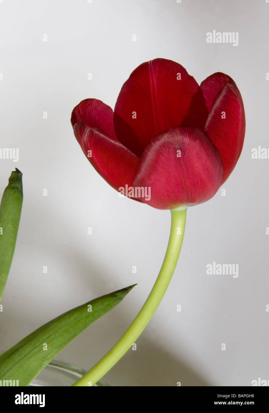 A single red tulip flower on a light background Stock Photo - Alamy