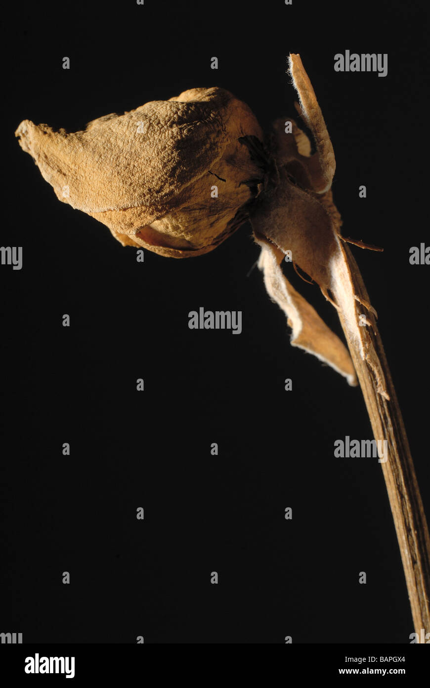 deadhead yellow roses isolated in black Stock Photo - Alamy