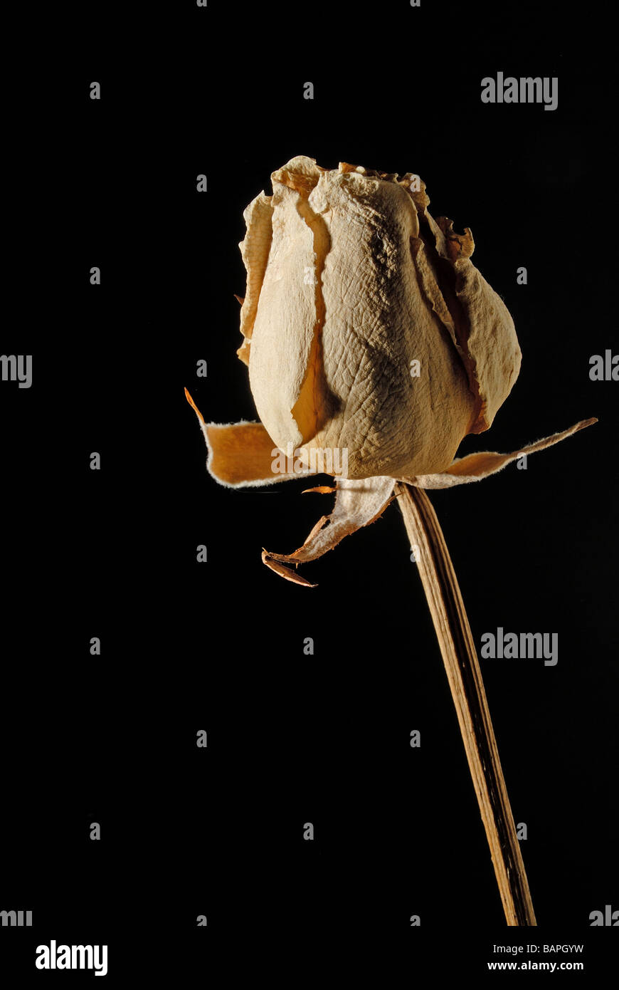 deadhead yellow roses isolated in black Stock Photo - Alamy