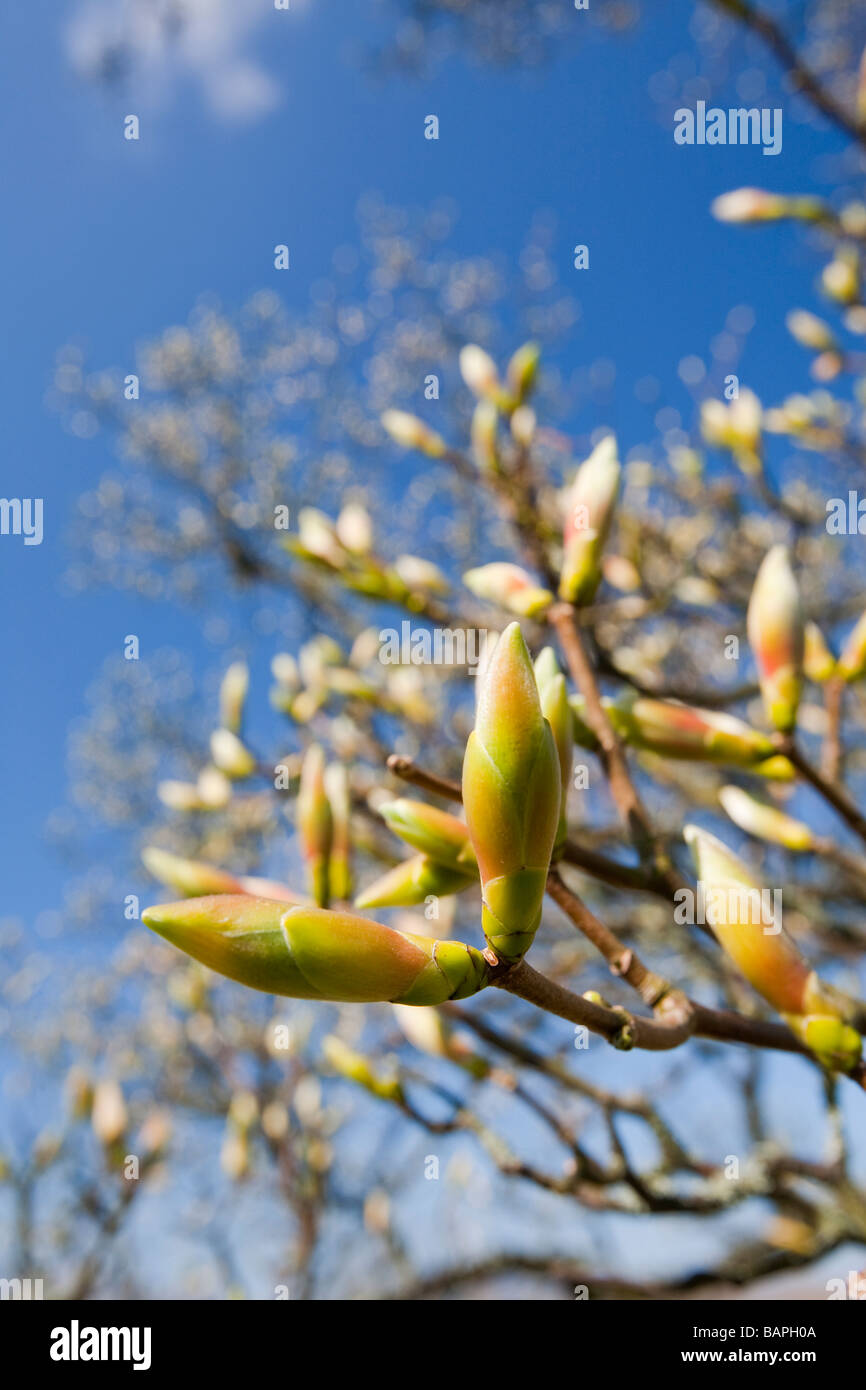 Buds and leaves emerging from a Sycamore tree in spring in Ambleside UK ...