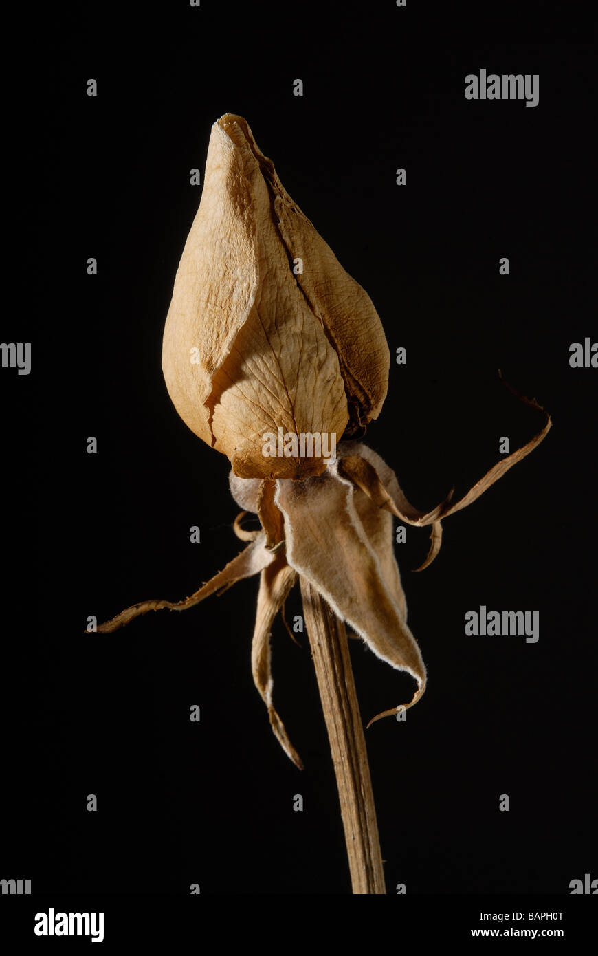 deadhead yellow roses isolated in black Stock Photo - Alamy