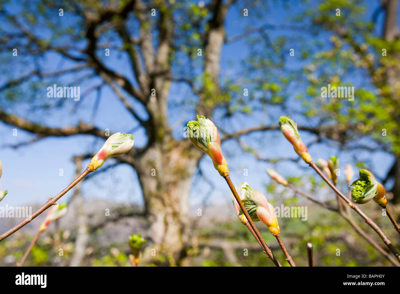 Buds and leaves emerging from a Sycamore tree in spring in Ambleside UK ...