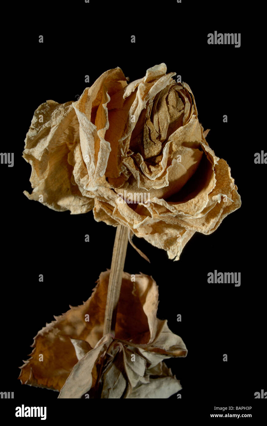 deadhead yellow roses isolated in black Stock Photo - Alamy