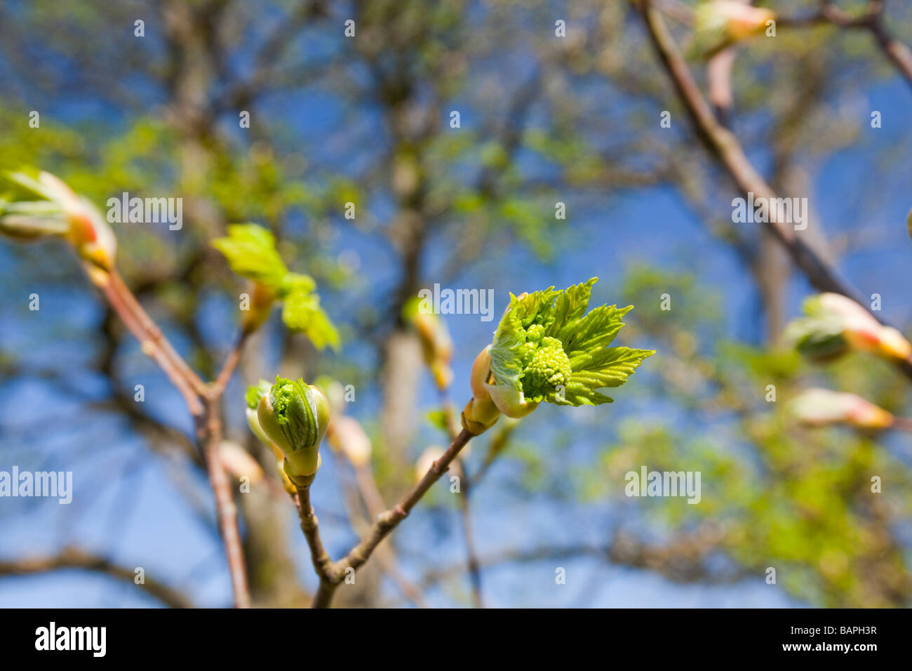Buds and leaves emerging from a Sycamore tree in spring in Ambleside UK ...