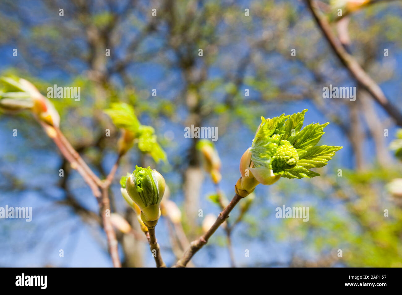 Sycamore tree buds hi-res stock photography and images - Alamy