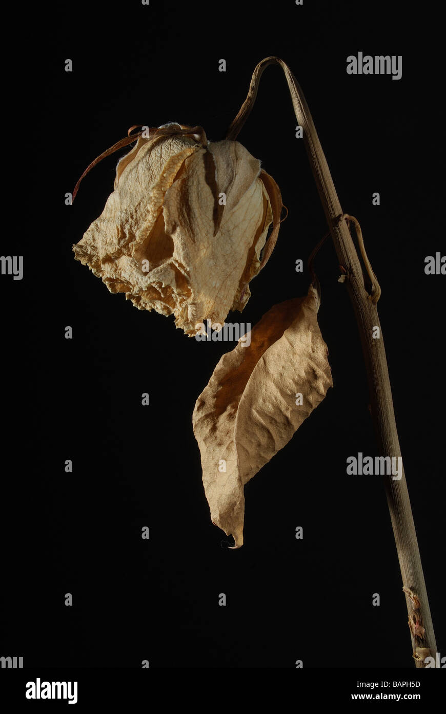 deadhead yellow roses isolated in black Stock Photo - Alamy