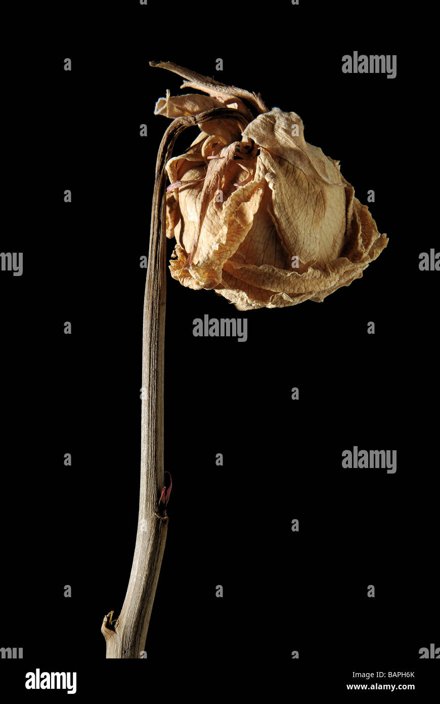 deadhead yellow roses isolated in black Stock Photo - Alamy