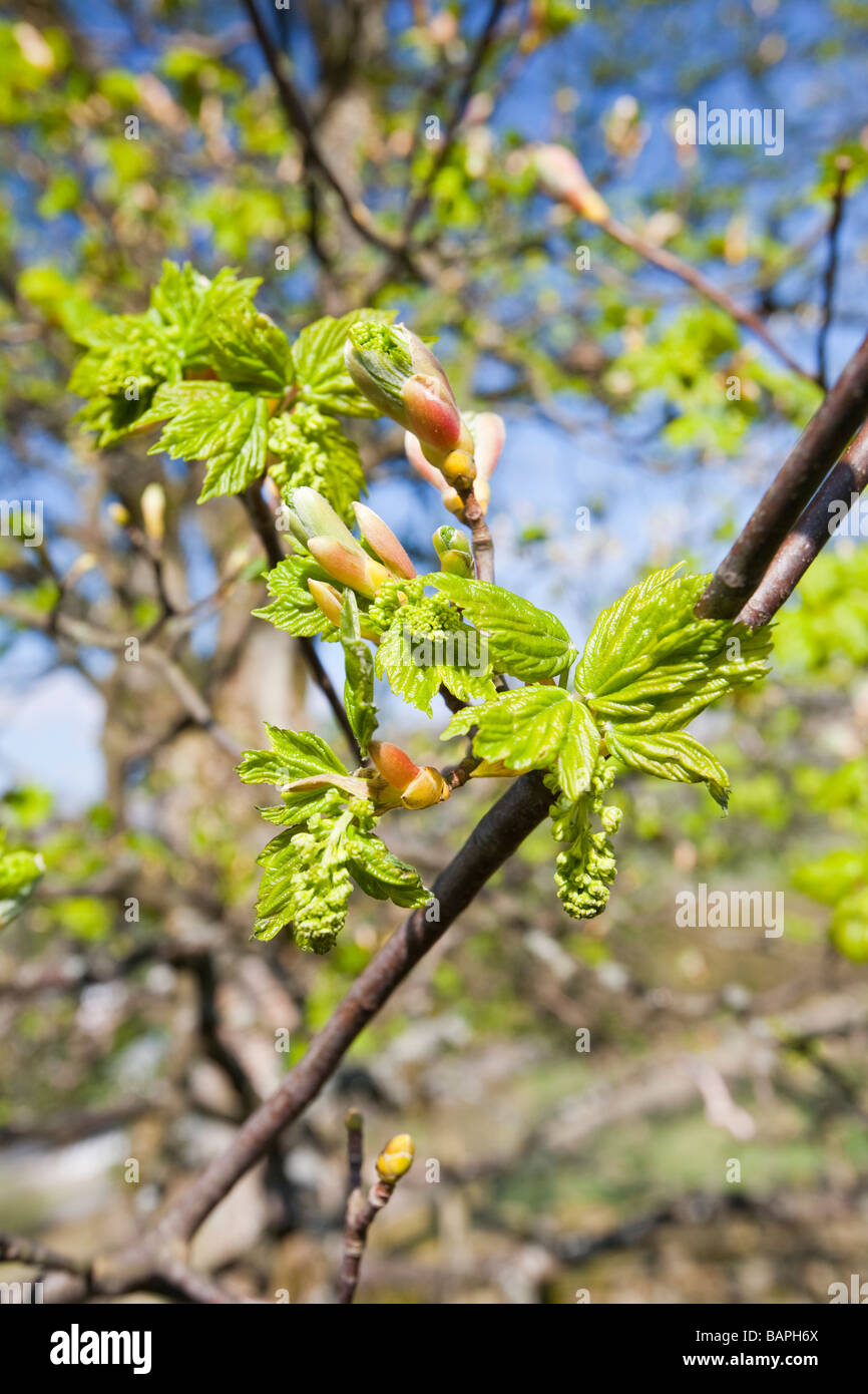 Buds and leaves emerging from a Sycamore tree in spring in Ambleside UK ...
