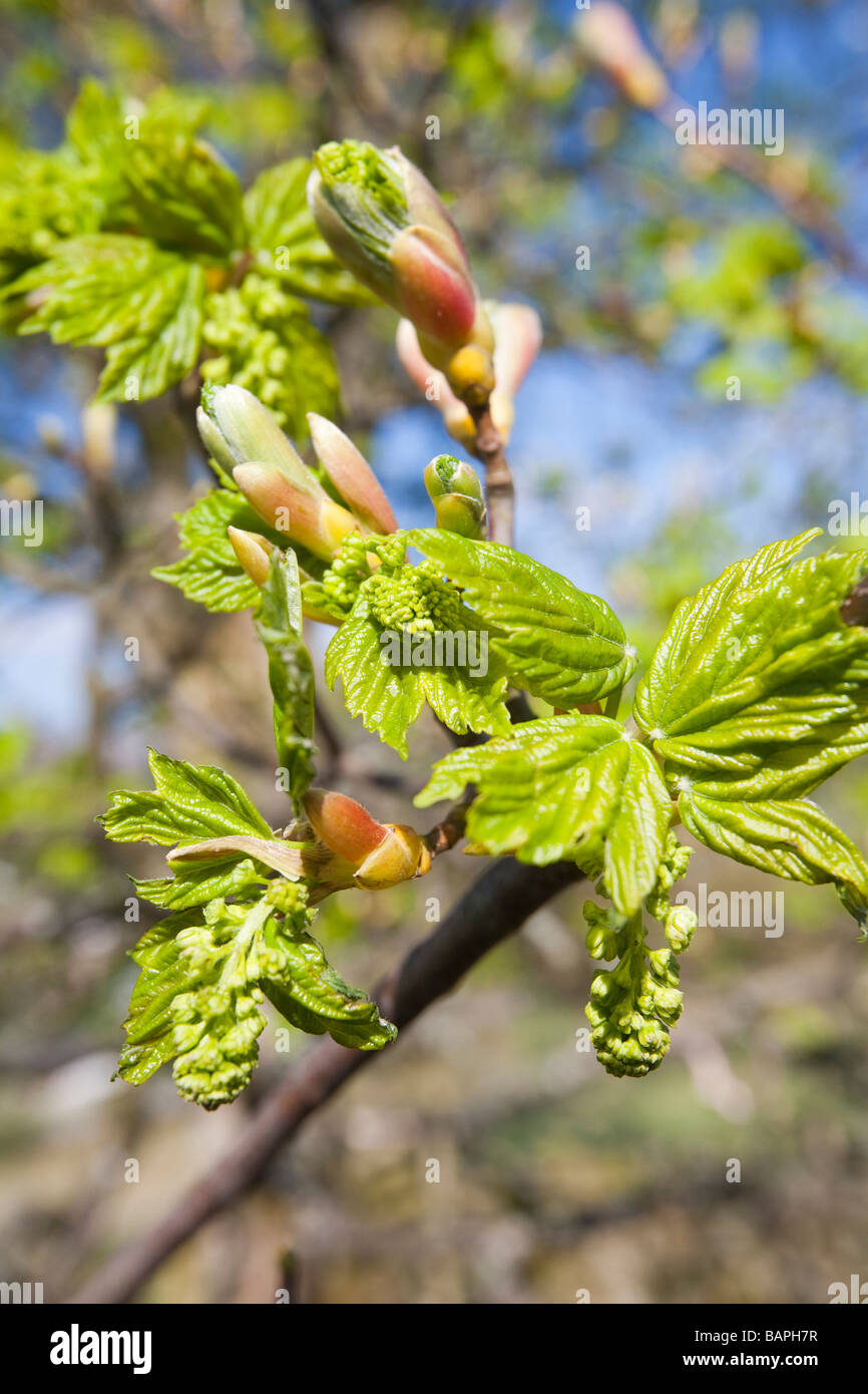 Buds and leaves emerging from a Sycamore tree in spring in Ambleside UK ...