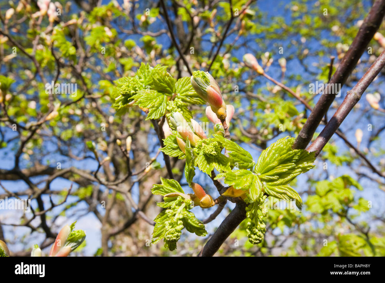 Buds and leaves emerging from a Sycamore tree in spring in Ambleside UK ...