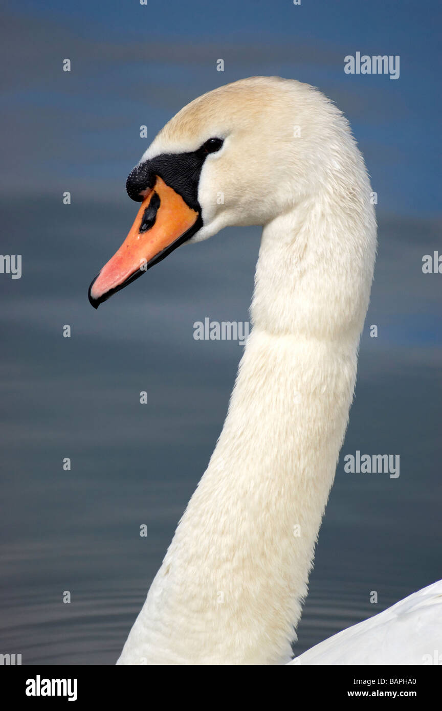 A portrait of a Mute Swan Stock Photo - Alamy