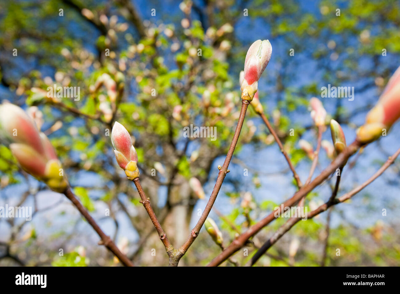Buds and leaves emerging from a Sycamore tree in spring in Ambleside UK ...